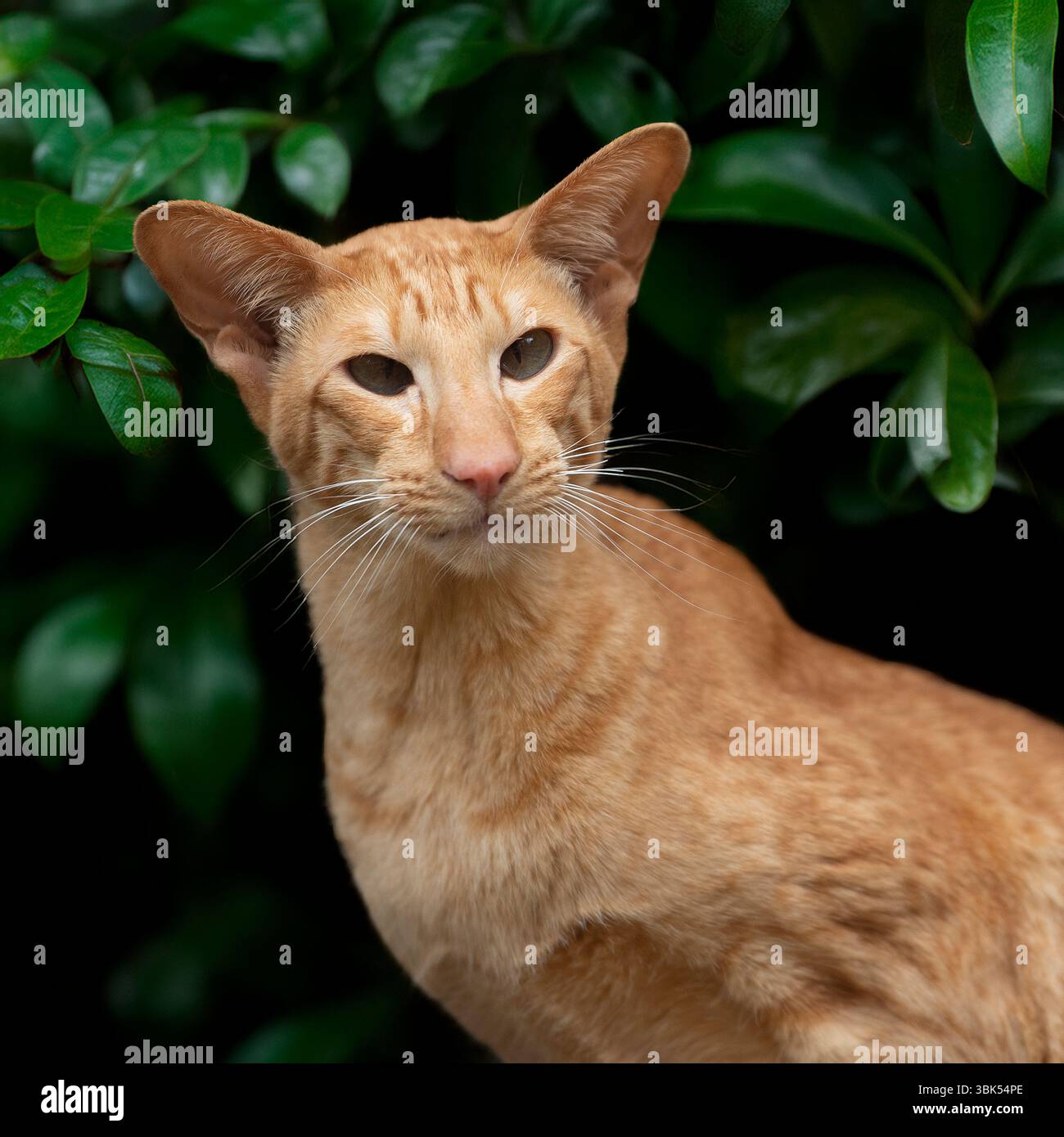 oriental red tabby cat sitting outdoors Stock Photo - Alamy
