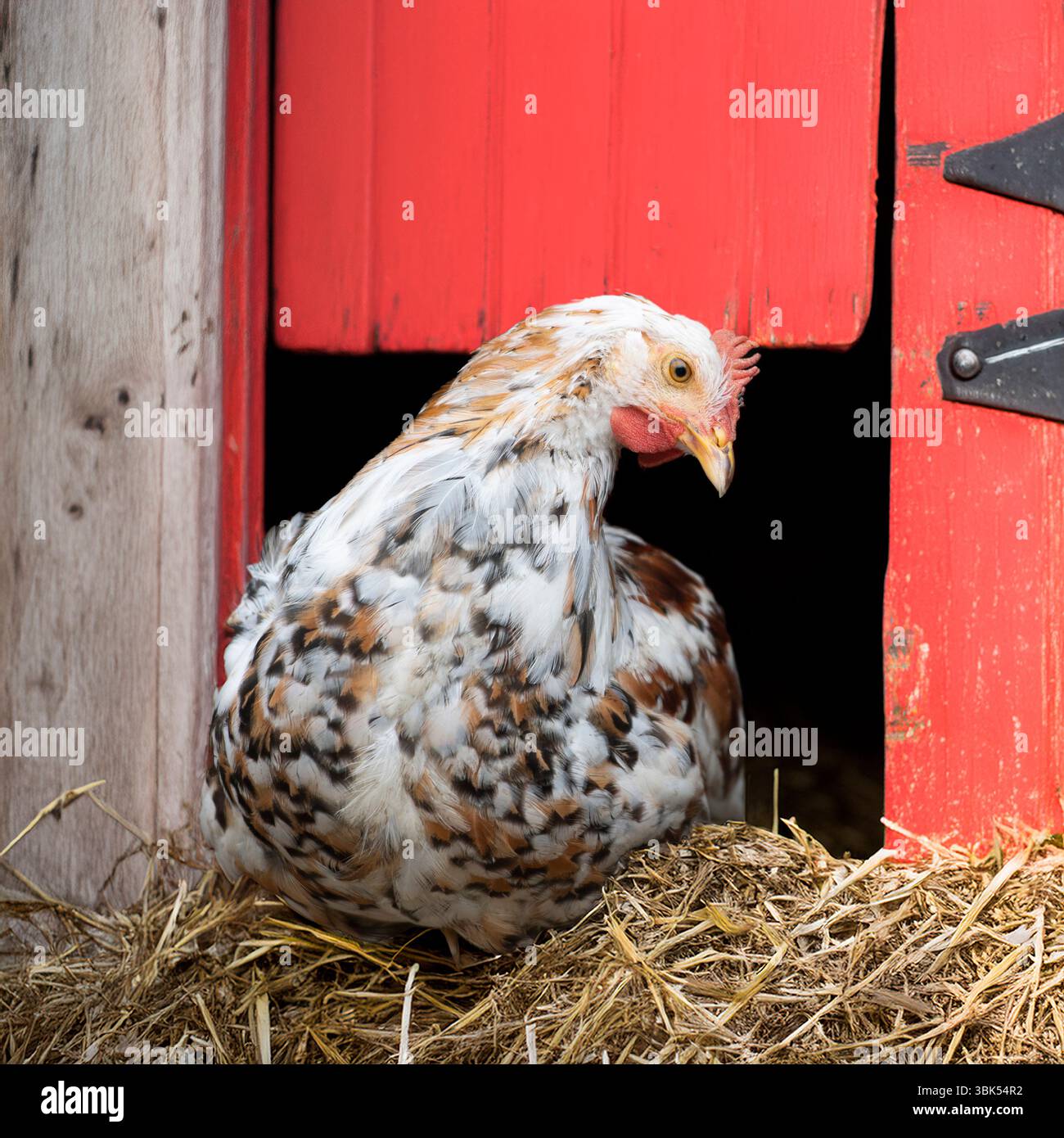 swedish Flower chicken sitting on her nest Stock Photo - Alamy