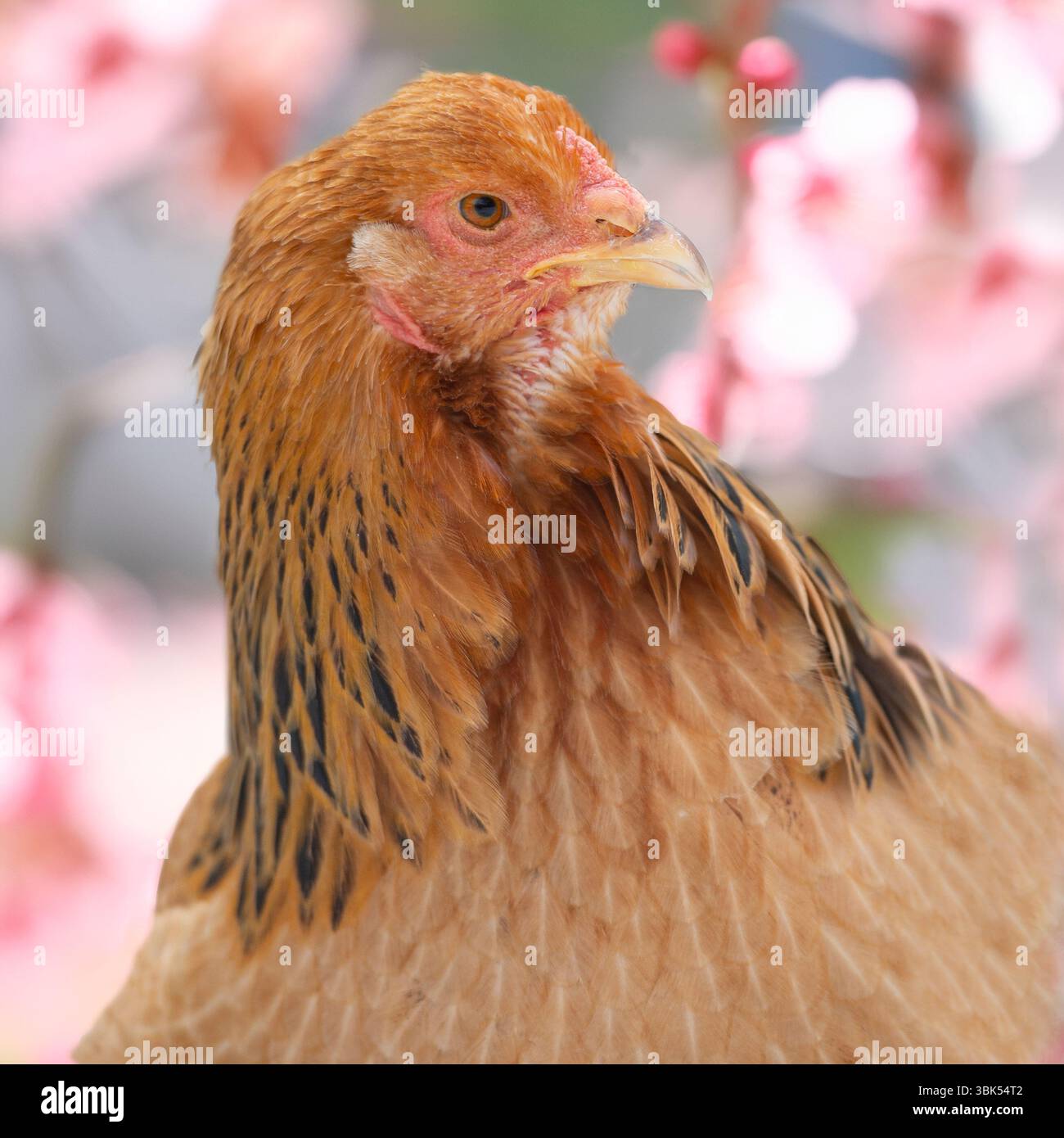 Buff columbian brahma hen Stock Photo - Alamy
