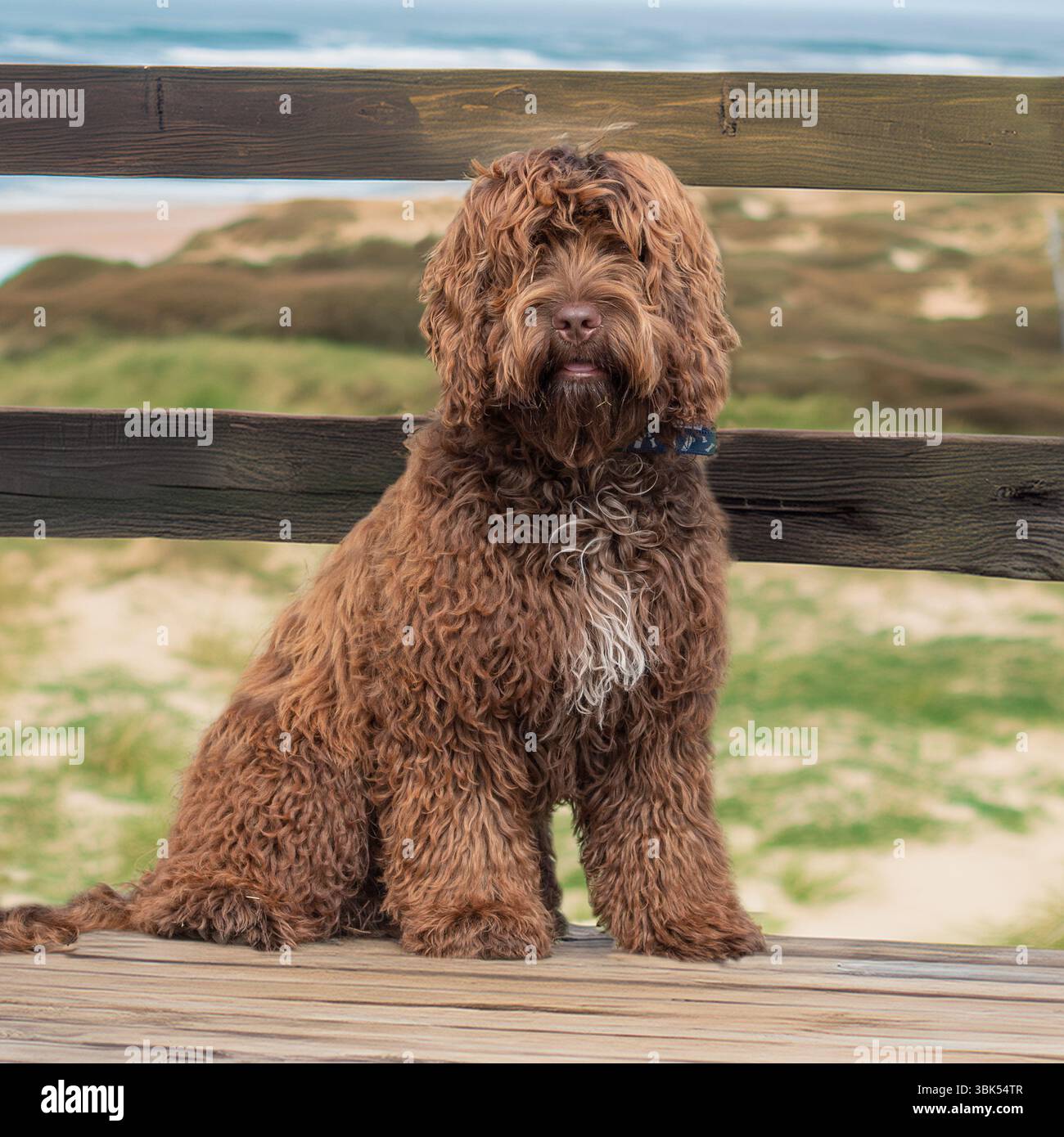 cockapoo sitting on boardwalk by the beach Stock Photo - Alamy