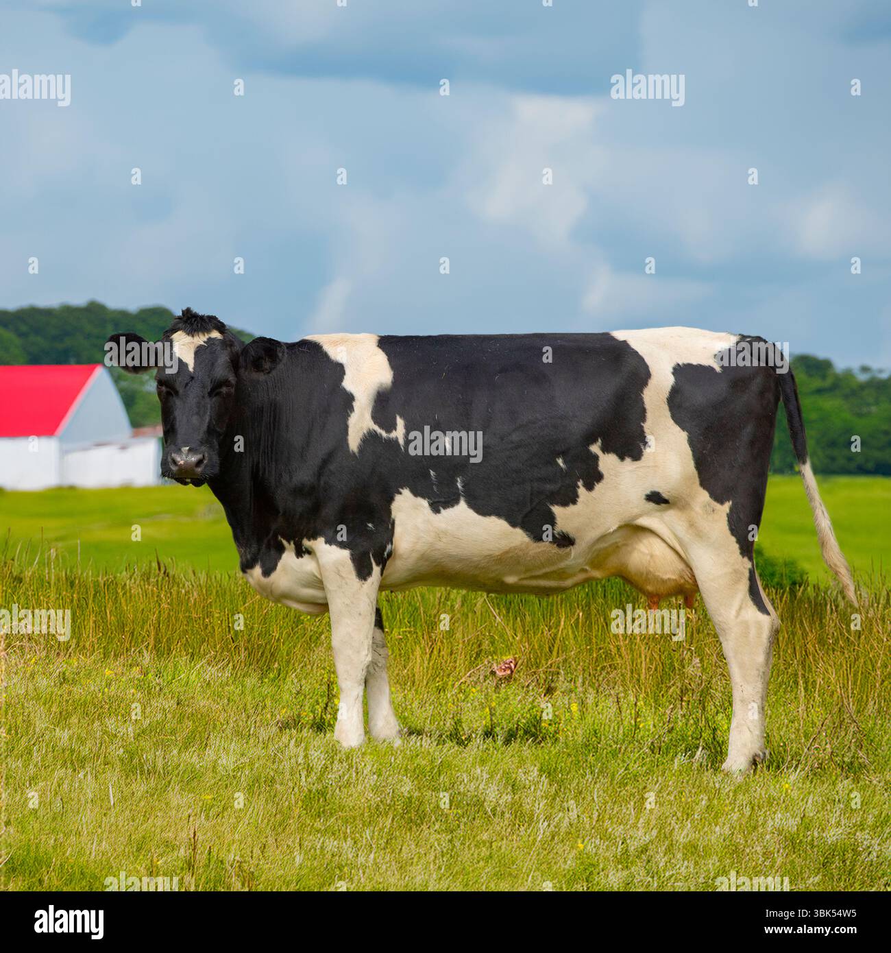 Dairy cow standing pasture hi-res stock photography and images - Alamy