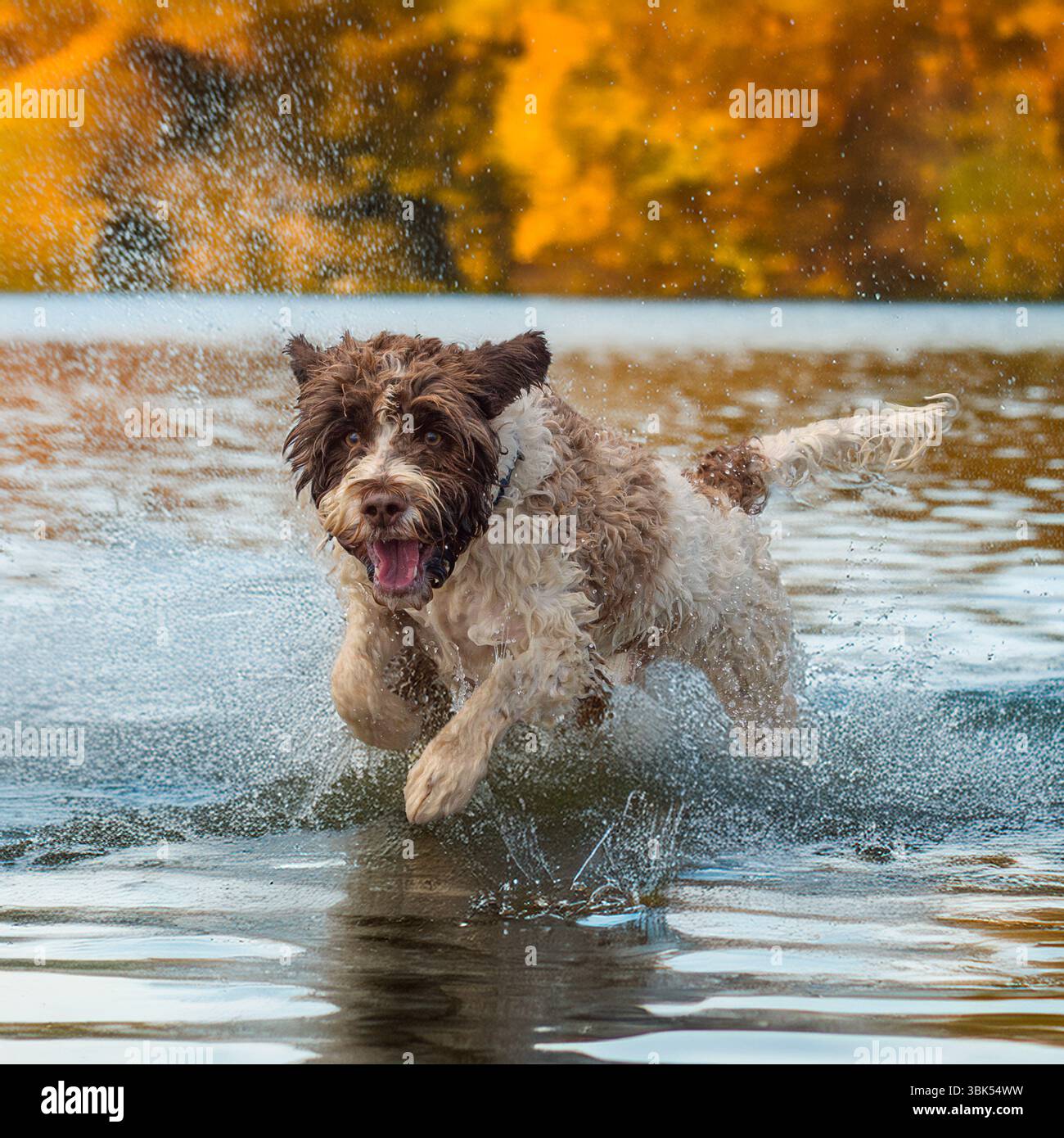 Male female running in autumn hi-res stock photography and images - Alamy