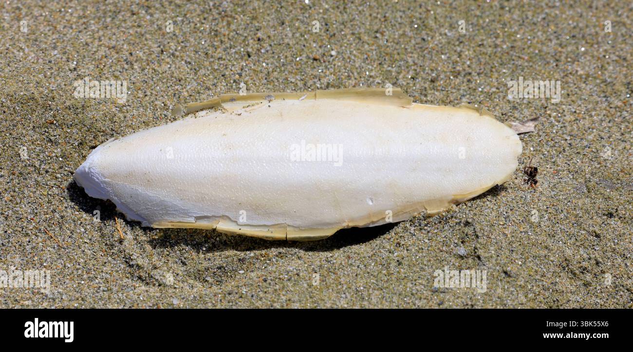 Cuttlebone washed up on a beach, Tinos, The Cyclades island group ...