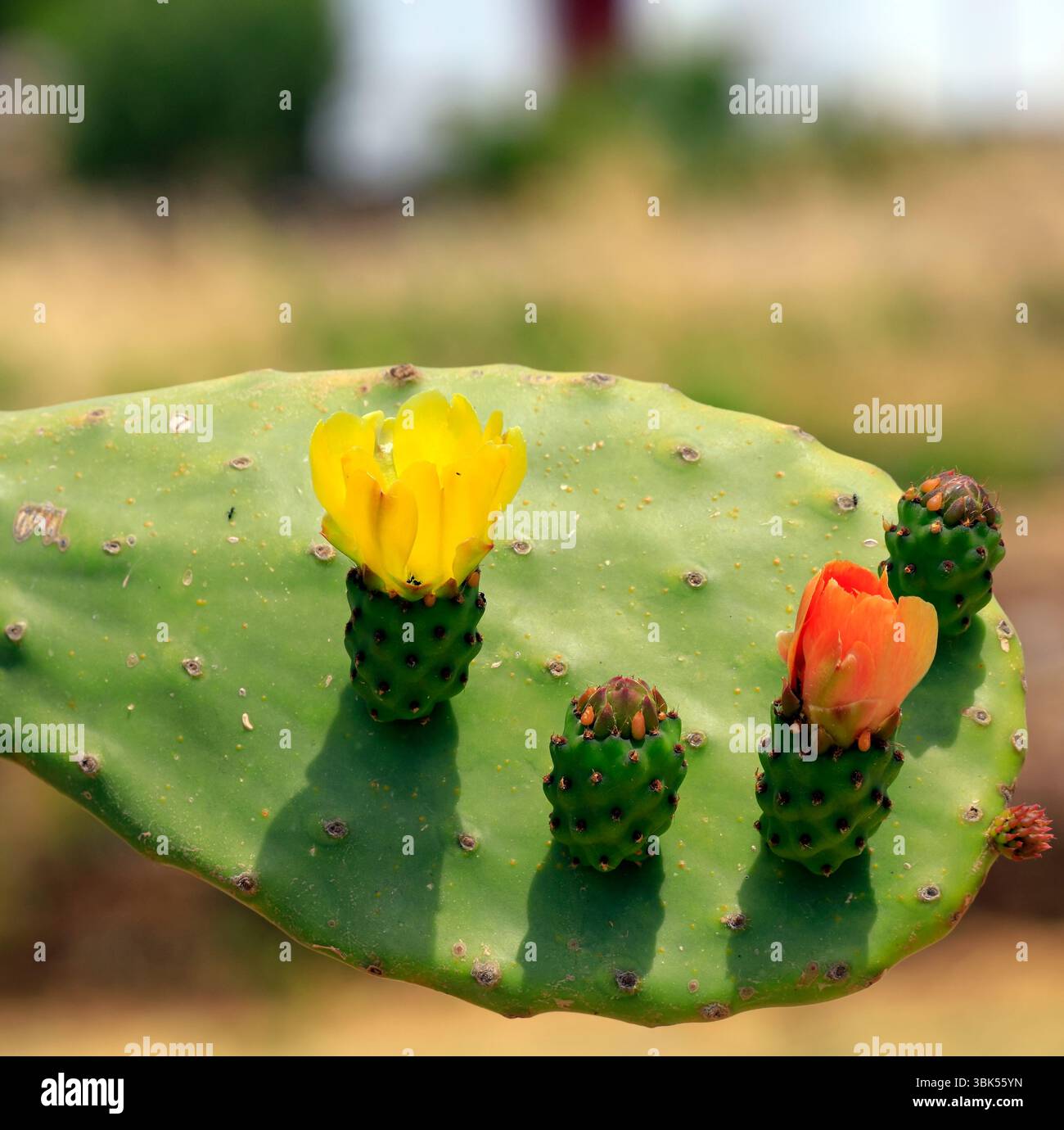 Prickly pear cactus flowers, Tinos island, The Cyclades, Greece. June ...