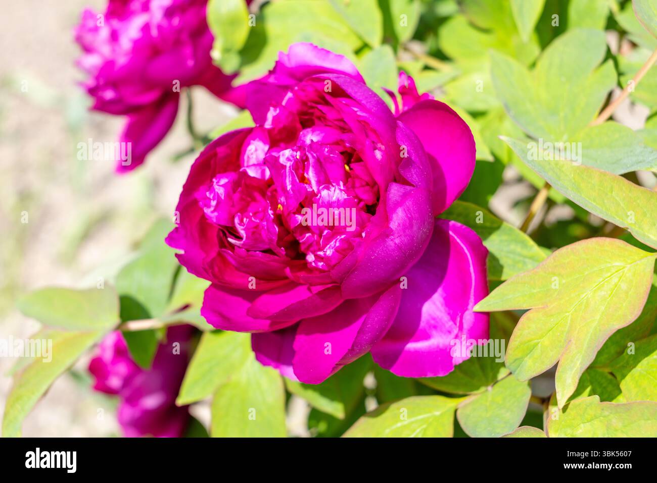 Beautiful flowers bloom paeonia lactiflora hi-res stock photography and ...