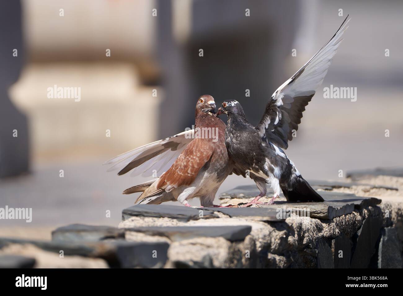 Male pigeon display hi-res stock photography and images - Alamy