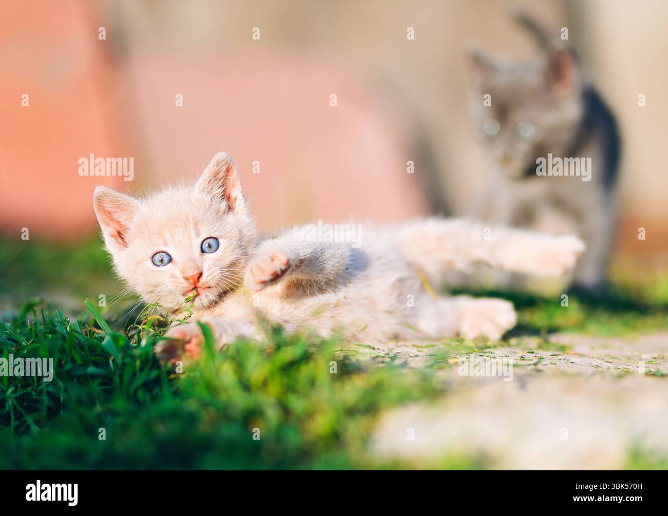 A fluffy cream kitten lies in the grass with a playful sprig in its ...