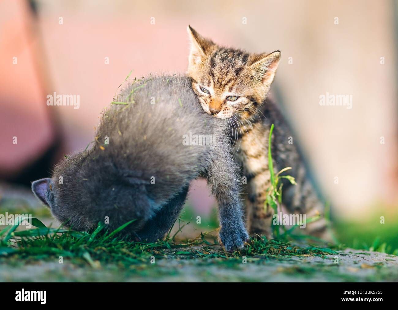 A humorous and endearing moment between two kittens captured in bright daylight. A mischievous ...