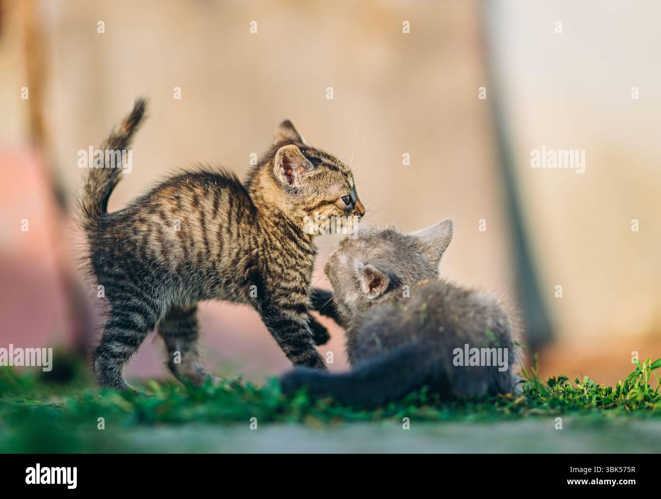 Kitten snuggle pose hi-res stock photography and images - Alamy