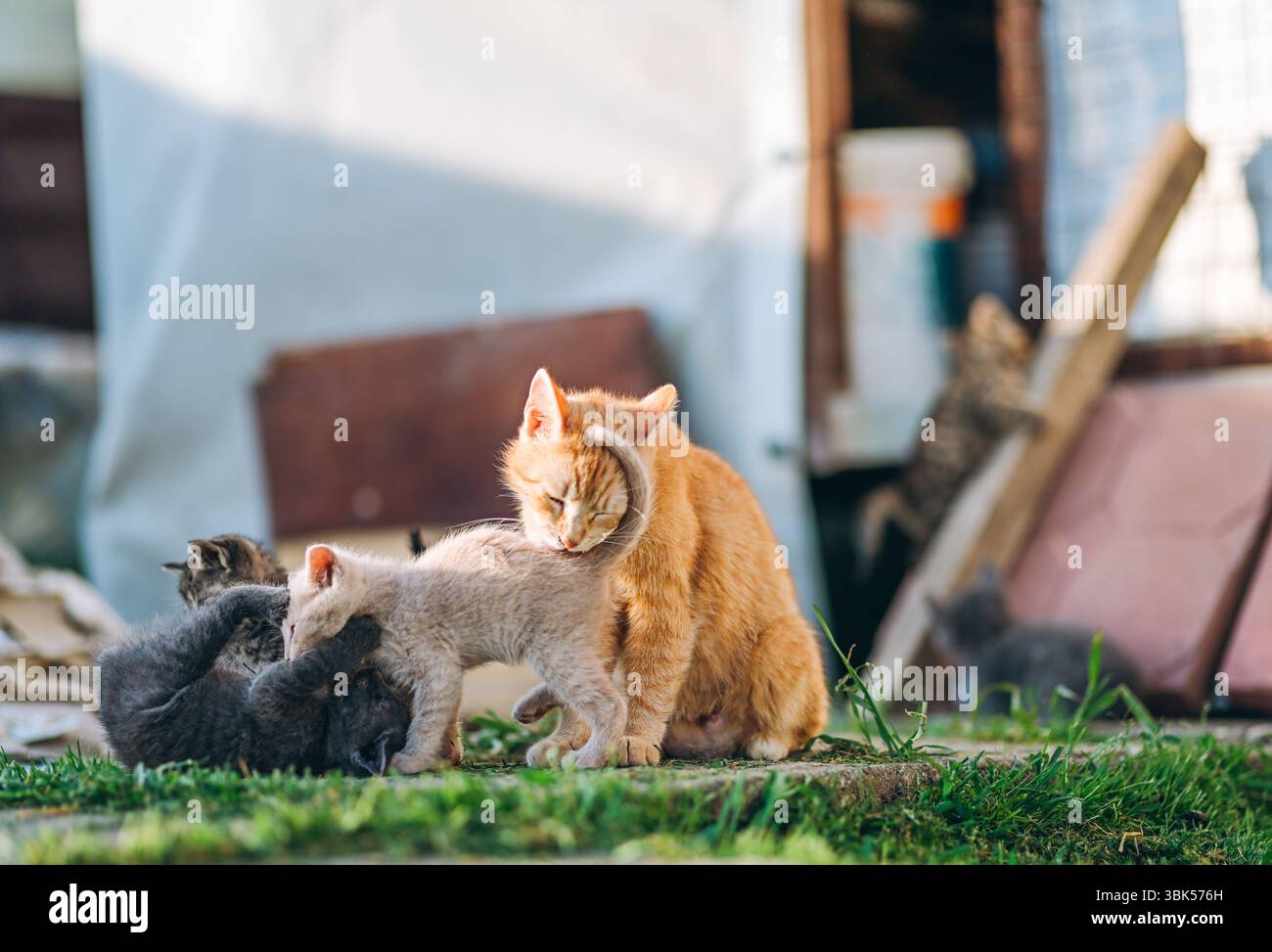 A tender outdoor scene of a mother cat grooming her kitten while three ...