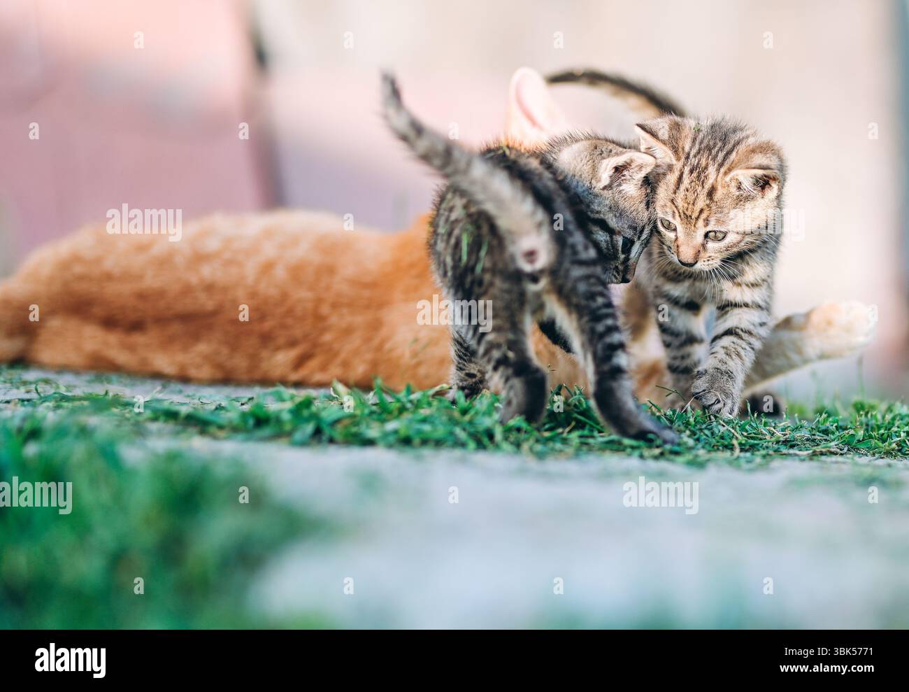 Heartwarming scene mother cat grooming hi-res stock photography and ...