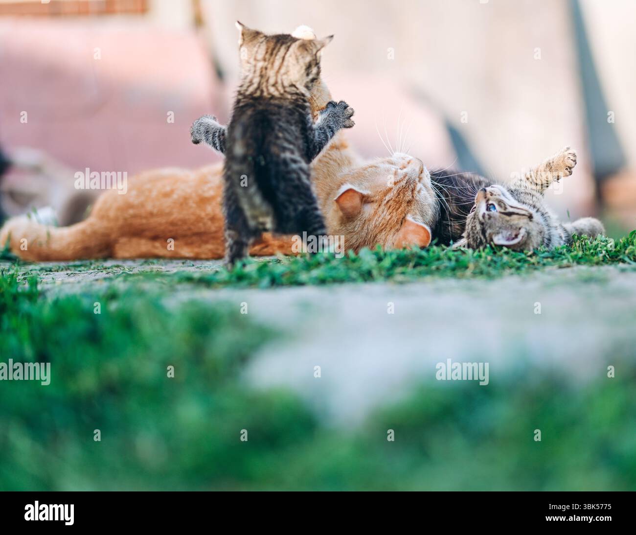 Heartwarming scene mother cat grooming hi-res stock photography and ...