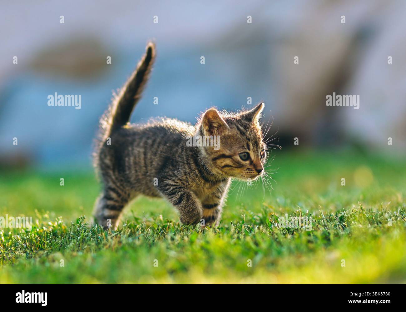 Cat raised paws hi-res stock photography and images - Alamy