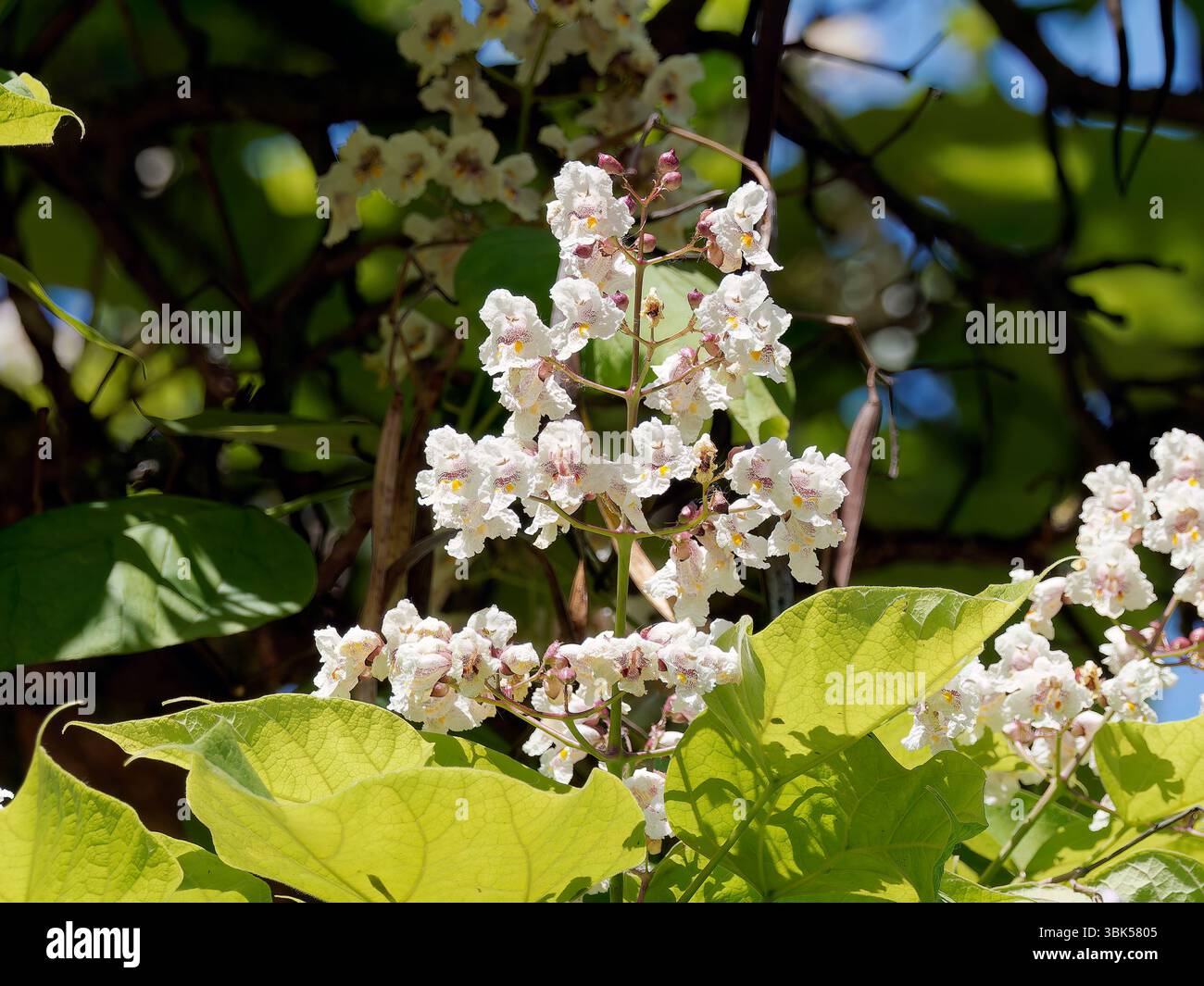 southern catalpa, cigartree, and Indian-bean-tree, Gewöhnlicher ...