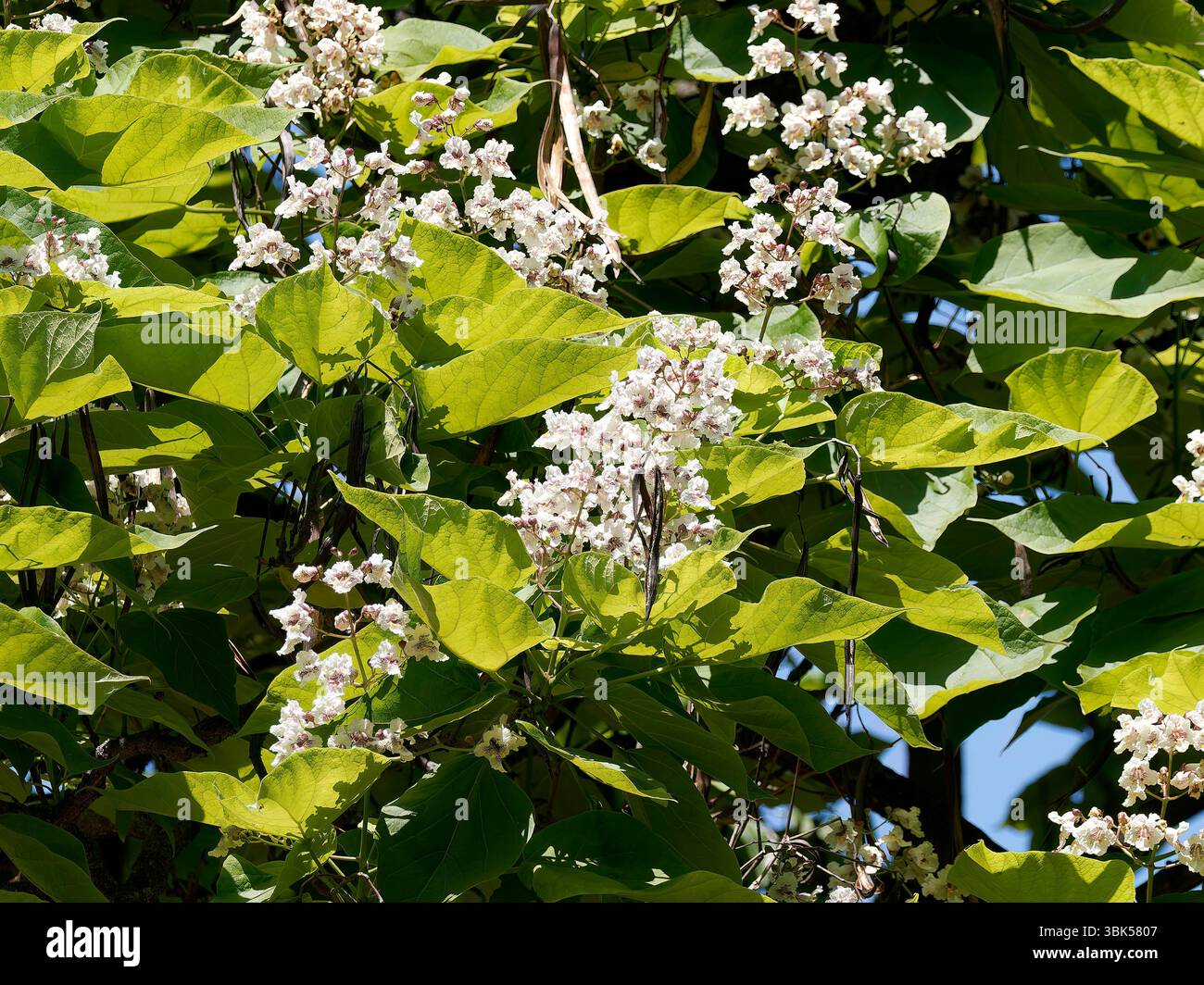 southern catalpa, cigartree, and Indian-bean-tree, Gewöhnlicher ...