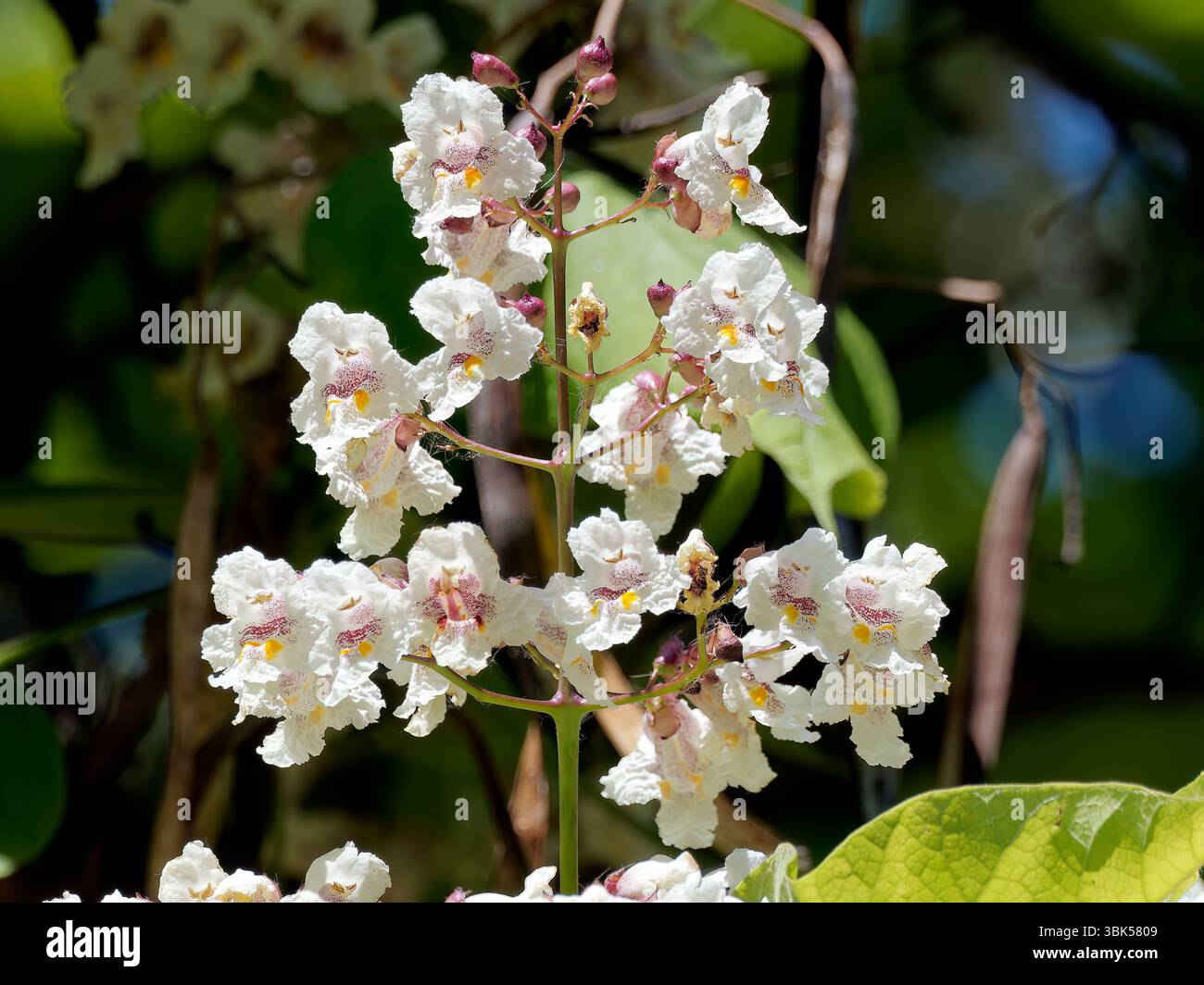 southern catalpa, cigartree, and Indian-bean-tree, Gewöhnlicher ...