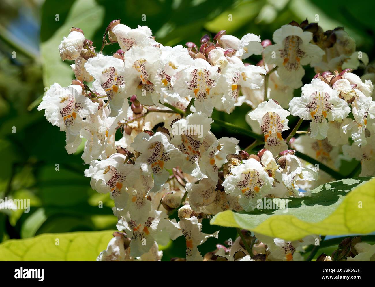southern catalpa, cigartree, and Indian-bean-tree, Gewöhnlicher ...