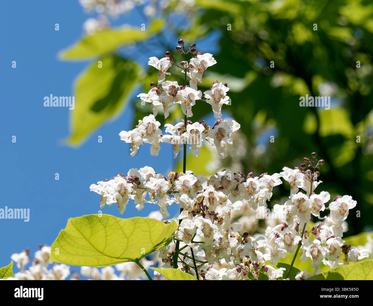 southern catalpa, cigartree, and Indian-bean-tree, Gewöhnlicher ...