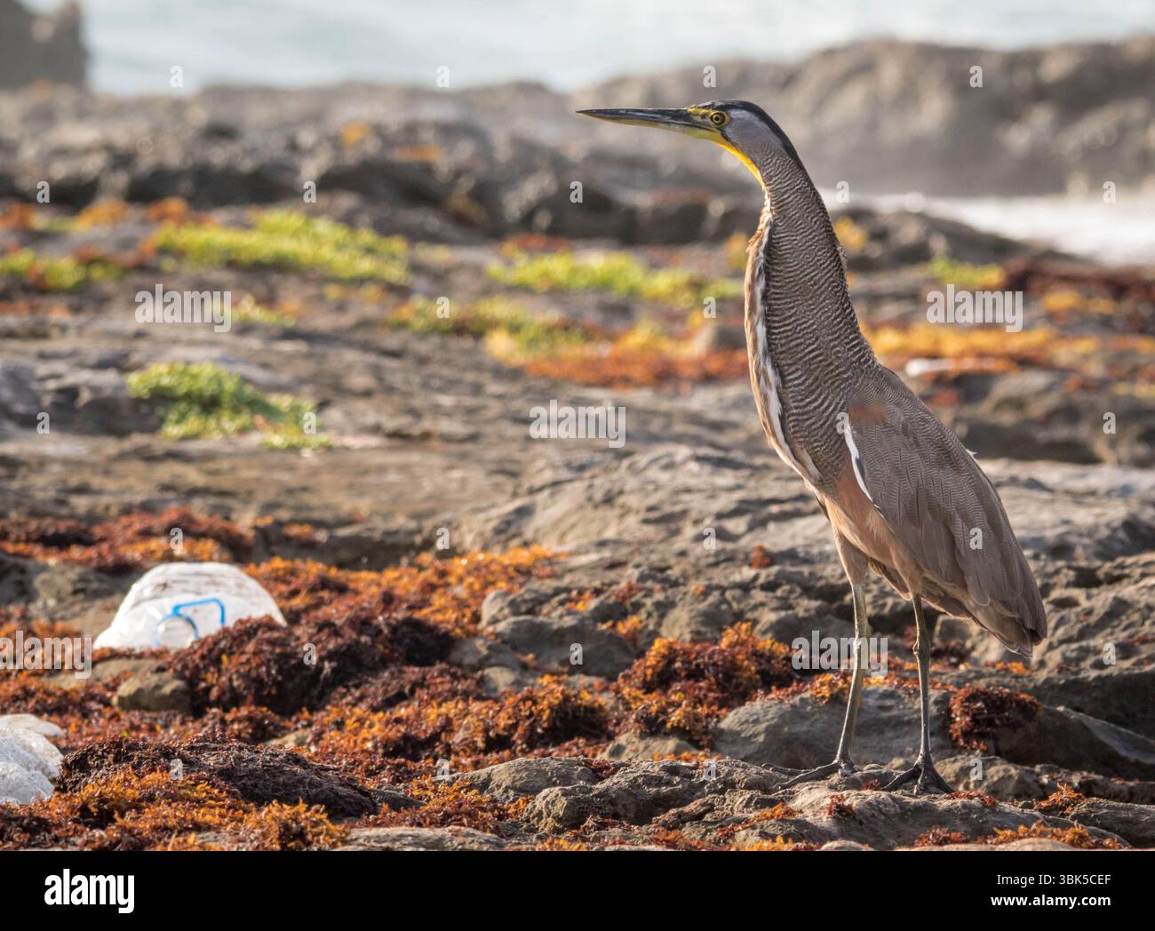 Rare tiger heron standing on a rocky beach with sargassum seaweed and ...