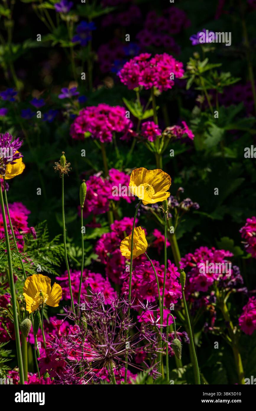 Strikingly colourful spring garden border with yellow poppies in good ...