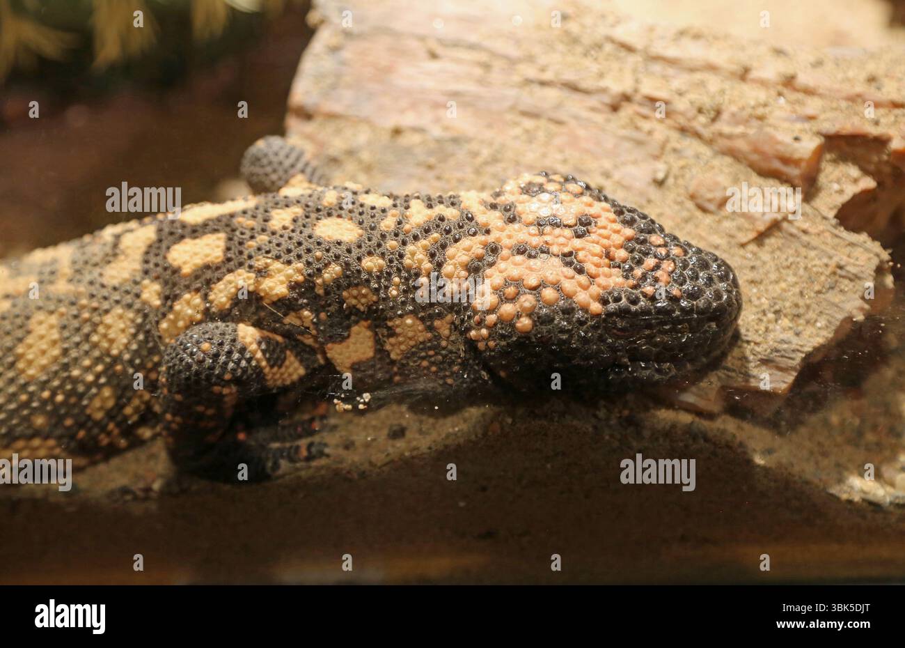 A gila monster lizard hi-res stock photography and images - Alamy