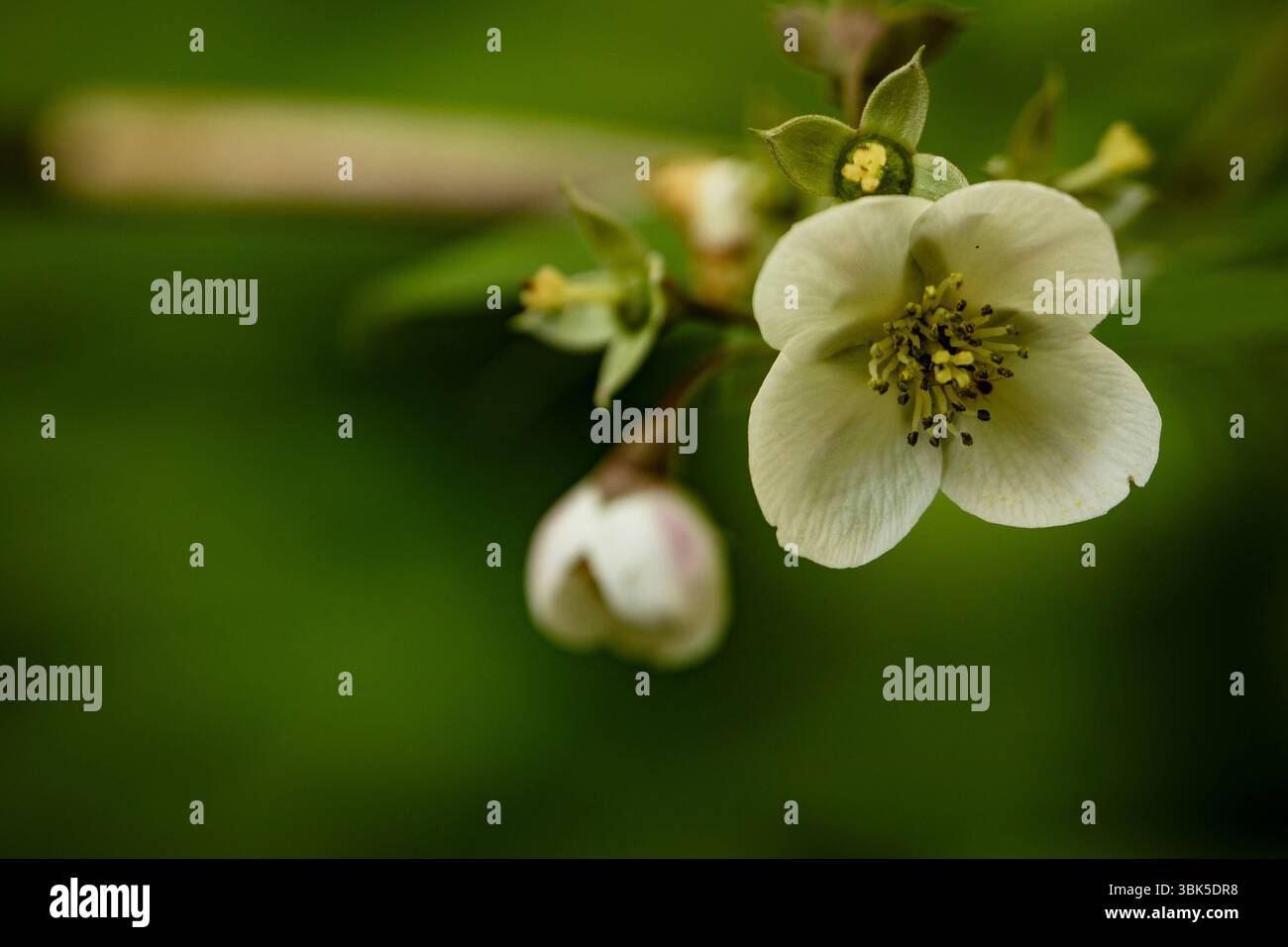 Grey felted on the undersides hi-res stock photography and images - Alamy