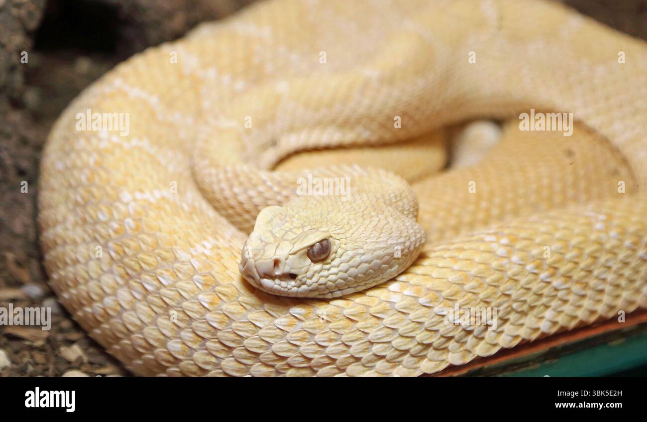 Albino Diamondback Rattlesnake, New Mexico Stock Photo - Alamy
