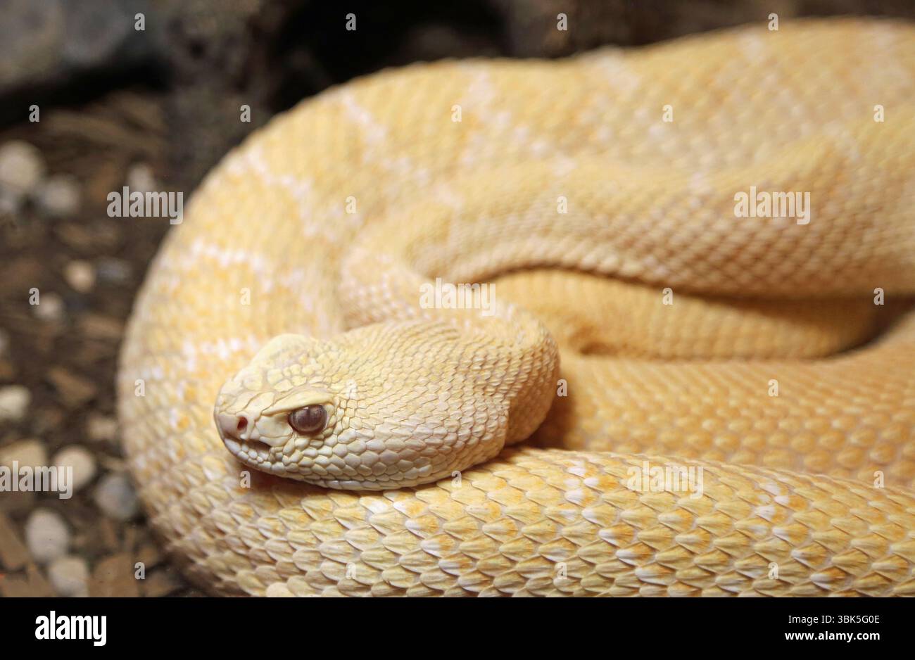 Albino western diamondback snake hi-res stock photography and images ...