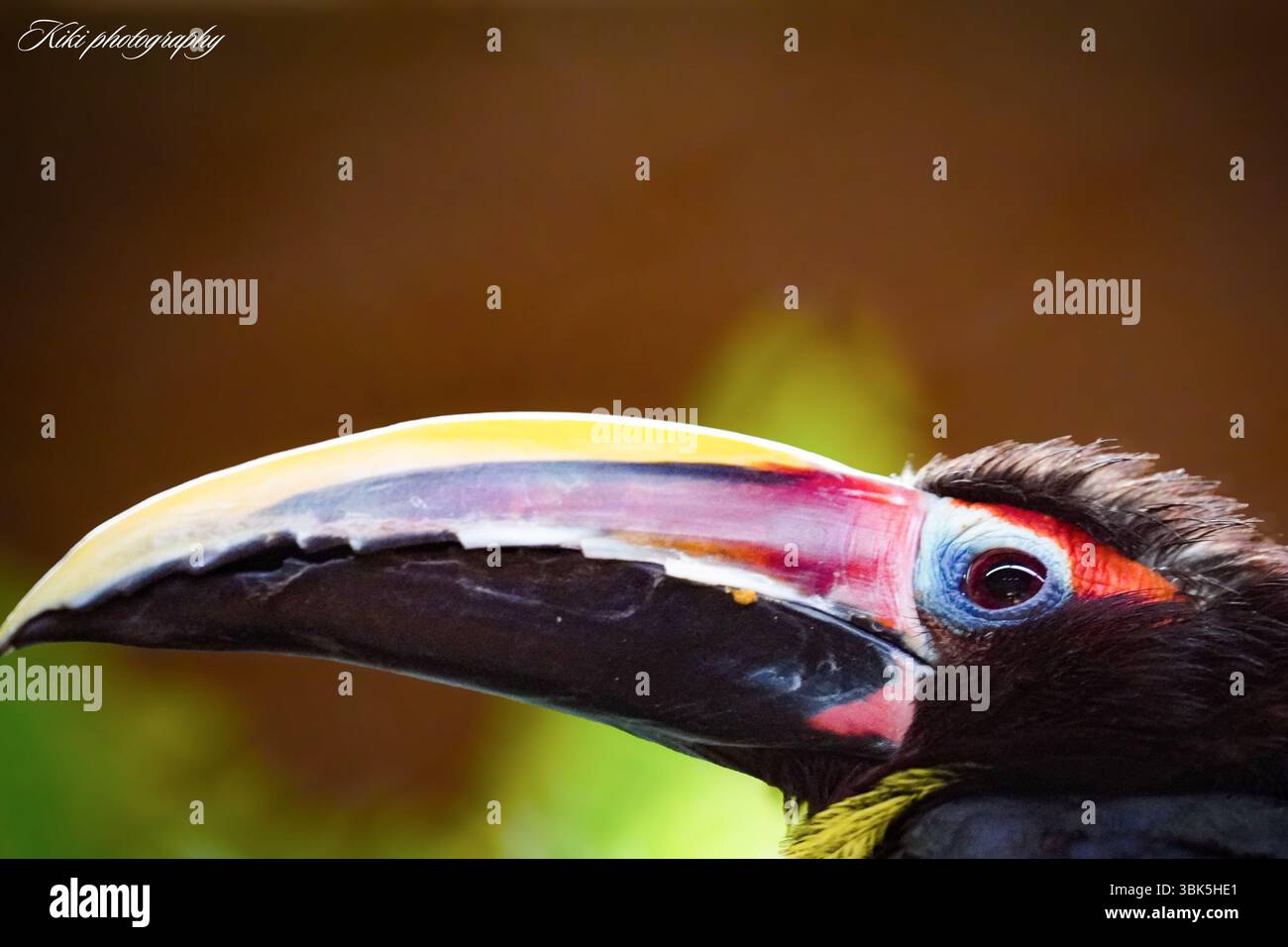 Close-up portrait of a colorful toucan bird with a vibrant beak, set ...