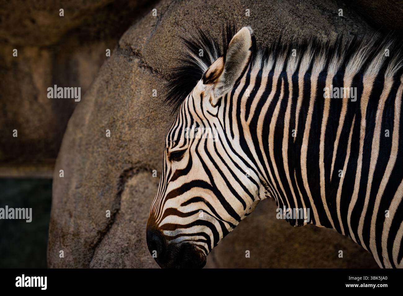 Zebra profile portrait with stone background Stock Photo - Alamy