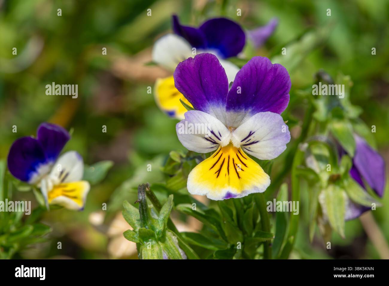 Johnny jump up flower hi-res stock photography and images - Alamy
