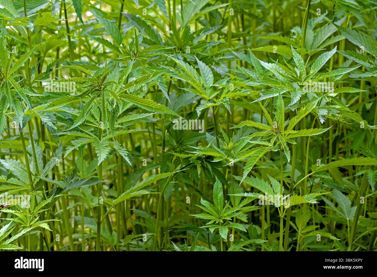 Industrial hemp field (Cannabis sativa) grown for paper, rope, textiles ...