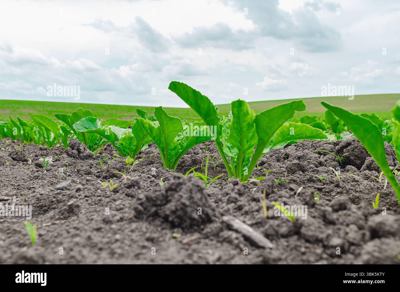 Low angle view of sugar beet seedlings with lush green leaves in black ...