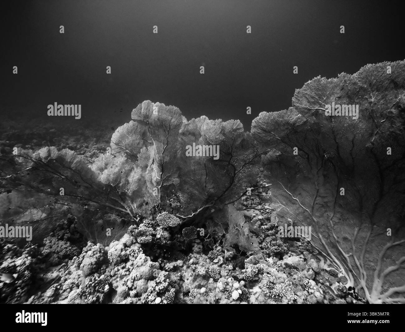 Aquatic life in underwater Black and White Stock Photos & Images - Alamy