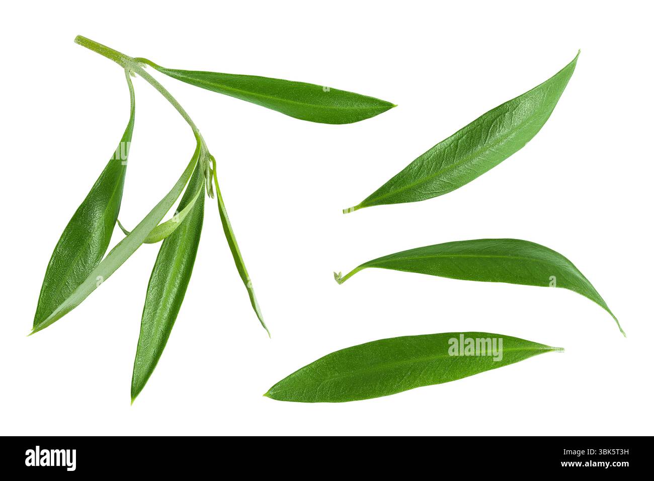 Natural view young olive Cut Out Stock Images & Pictures - Alamy