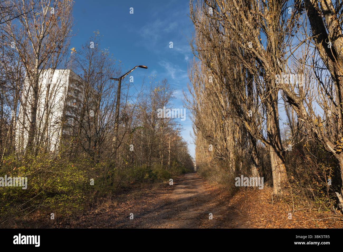 Forest reclaiming the Zone, in Chernobyl, Pripyat Stock Photo - Alamy