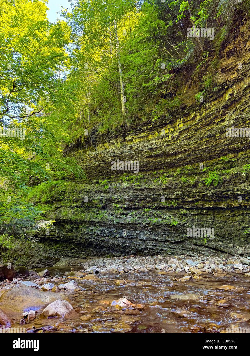 Stream flows gently over rocky bed beneath tall trees and vibrant ...