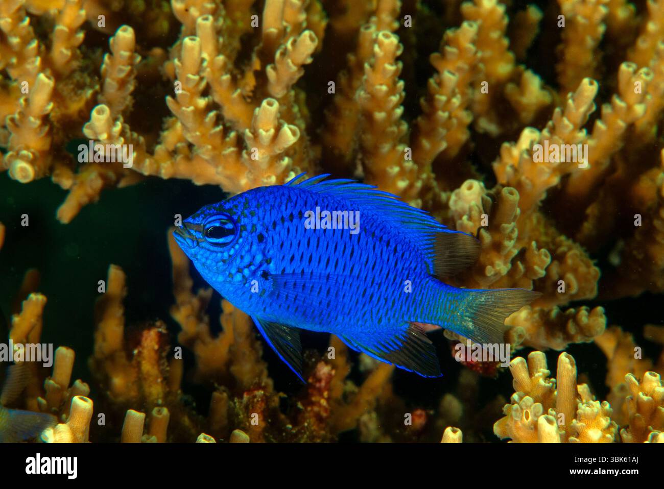 Springer's damsel Chrysiptera springeri, Raja Ampat Indonesia Stock ...