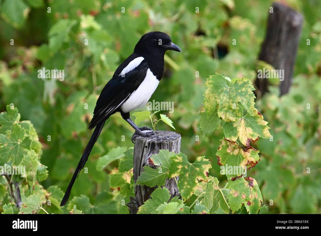 Giffoni Sei Casali, Italy. 18th June, 2025. black-billed magpie; Pica ...
