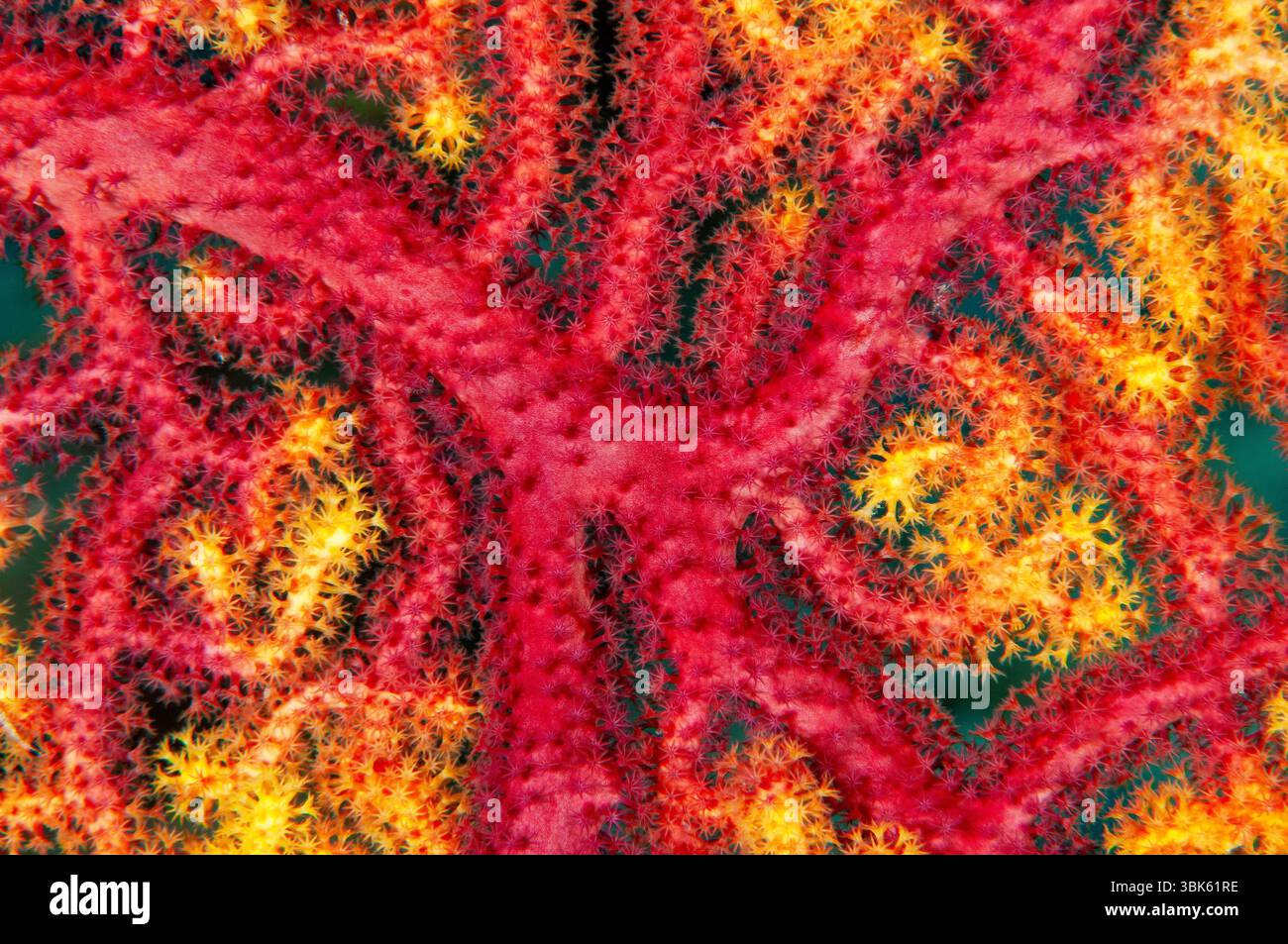 Gorgonian Acanthagorgia sp. polyps Raja Ampat Indonesia Stock Photo - Alamy