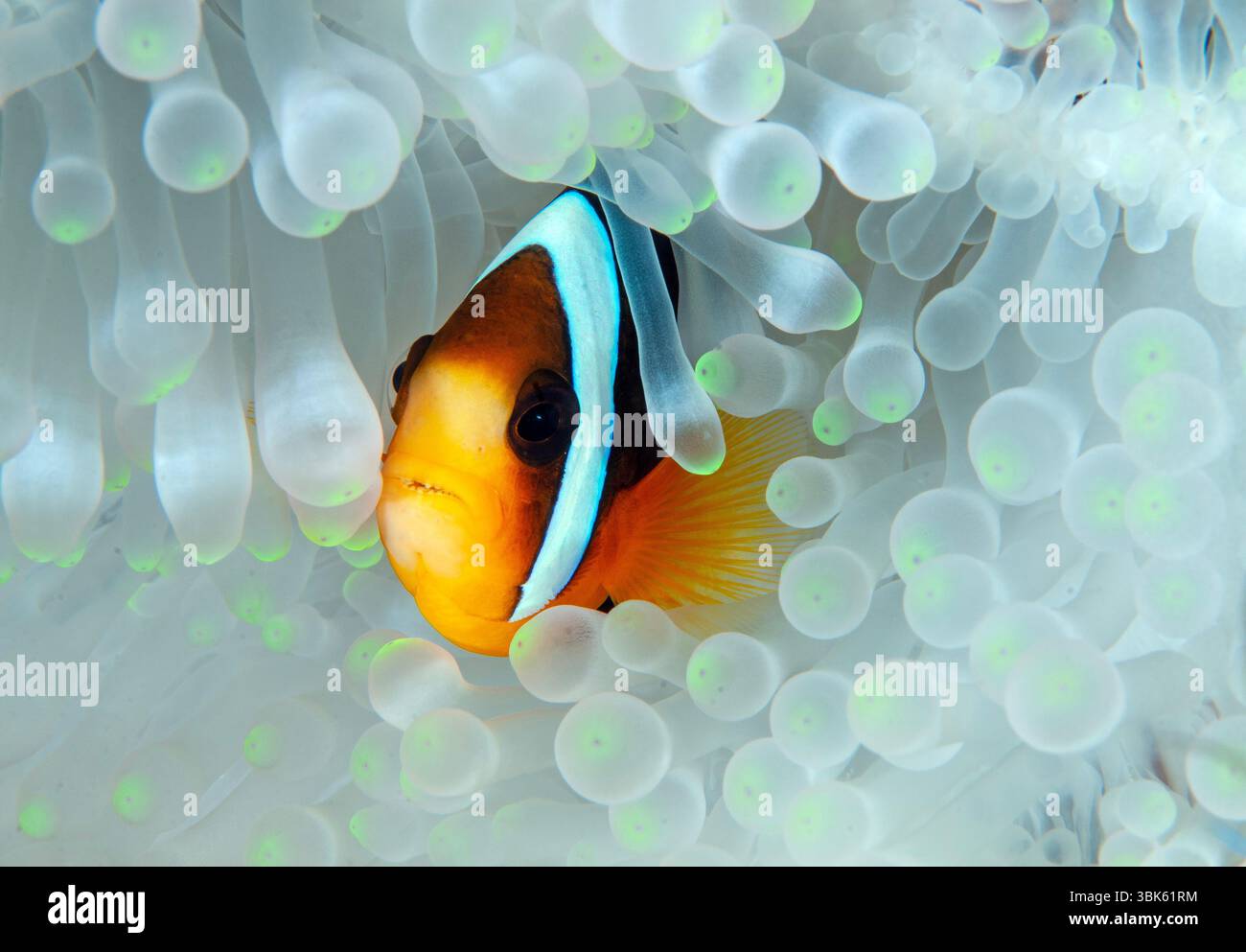 Clark anemonefish, Amphiprion clarkii, in a bleaching bulb tentacle ...