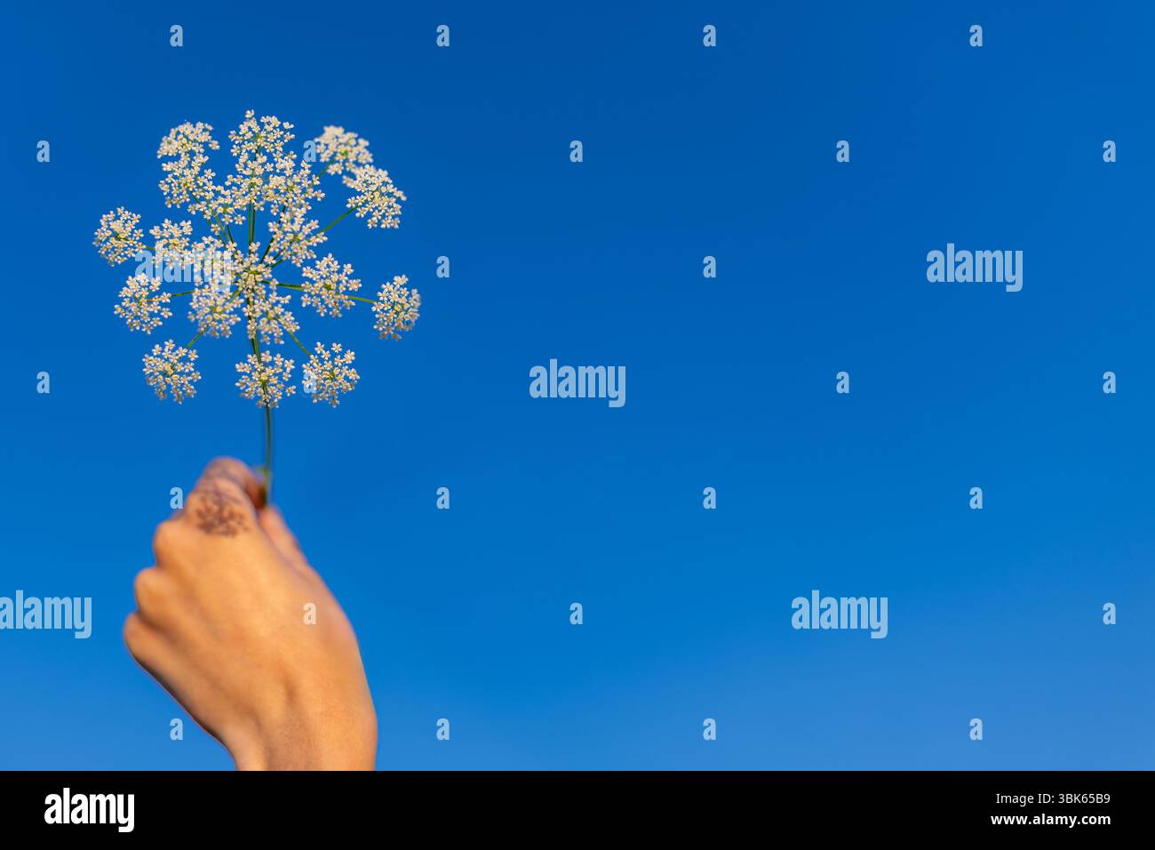 Small clusters elegant white hi-res stock photography and images - Alamy