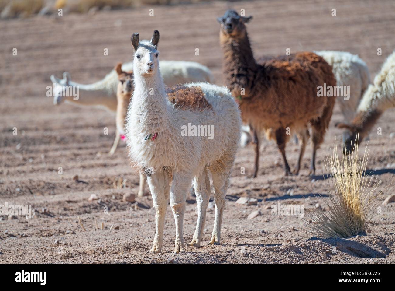 Llamas grazing in remote hi-res stock photography and images - Alamy