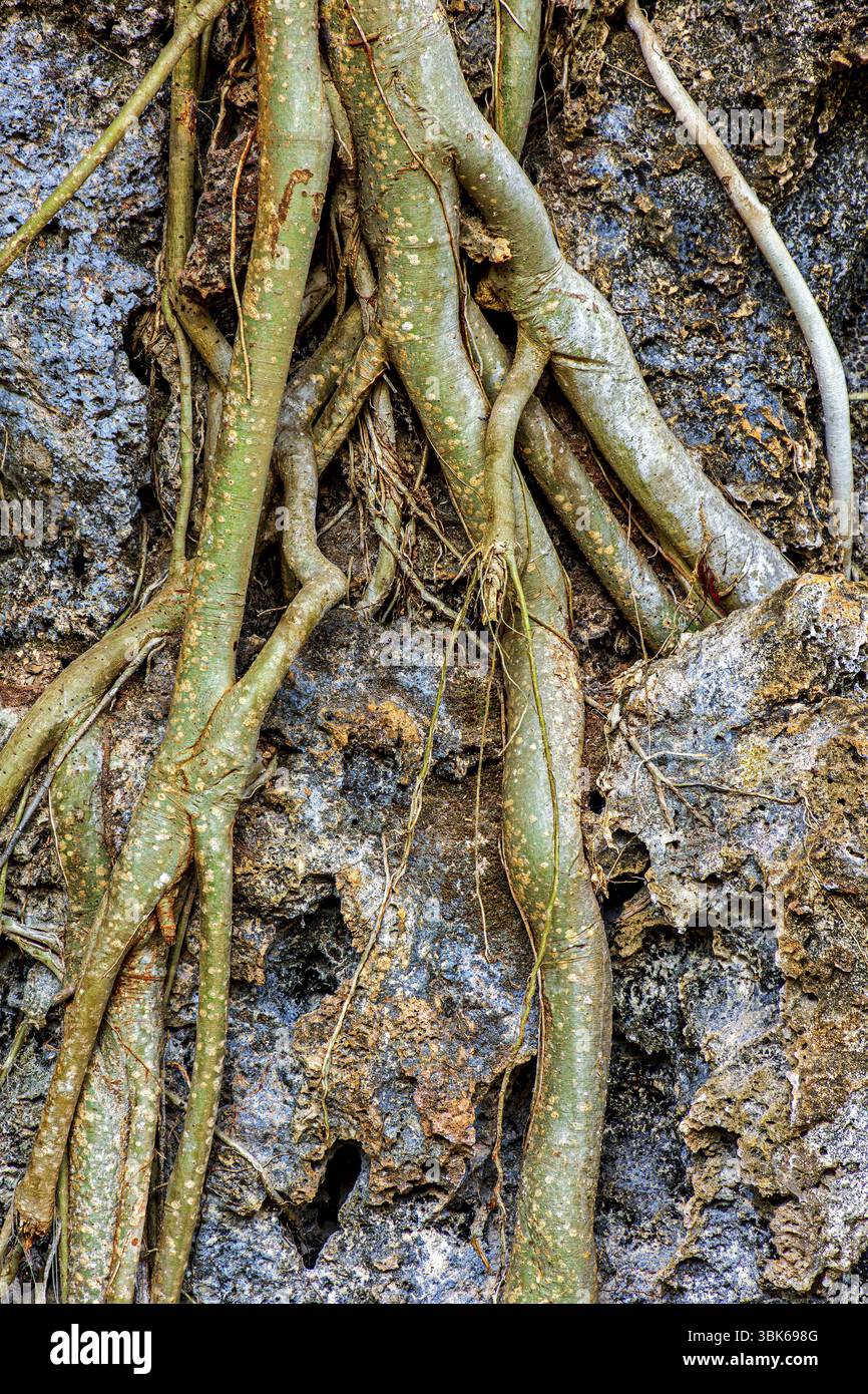 Tree roots clinging to rocks in a rock formation deep in the rainforest ...