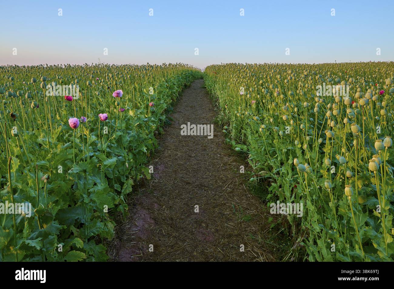 Opium poppy (Papaver somniferum), field of poppy capsules through which ...