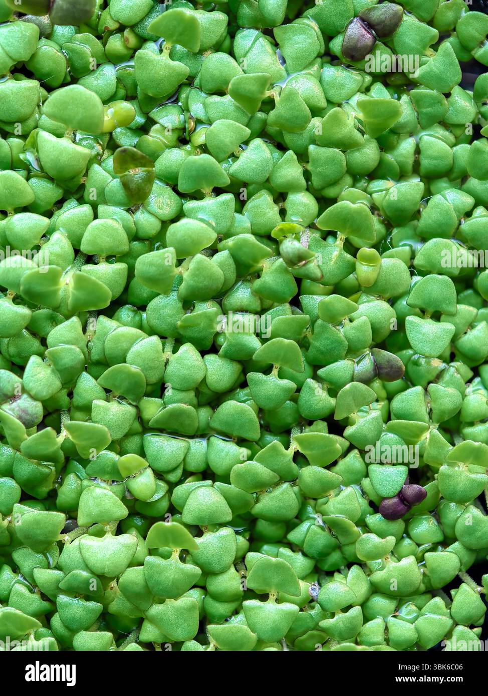 Fresh basil microgreens with vibrant green tiny leaves in a close-up ...
