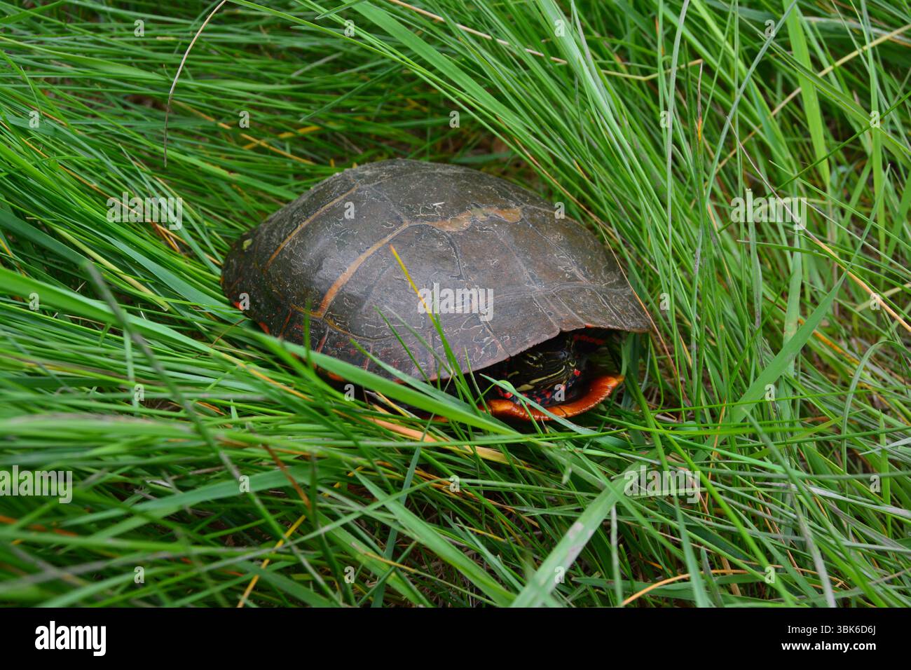 Eastern Painted Turtle Chrysemys picta picta Stock Photo - Alamy