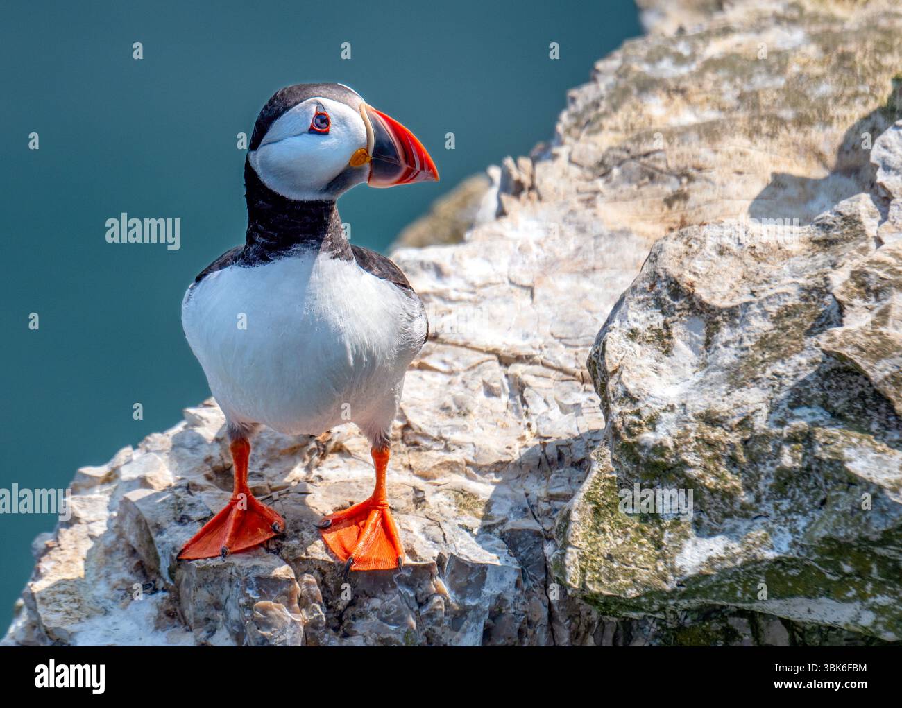 Puffins: Nature's Colourful Seafarers A Closer Look at the Iconic Sea ...