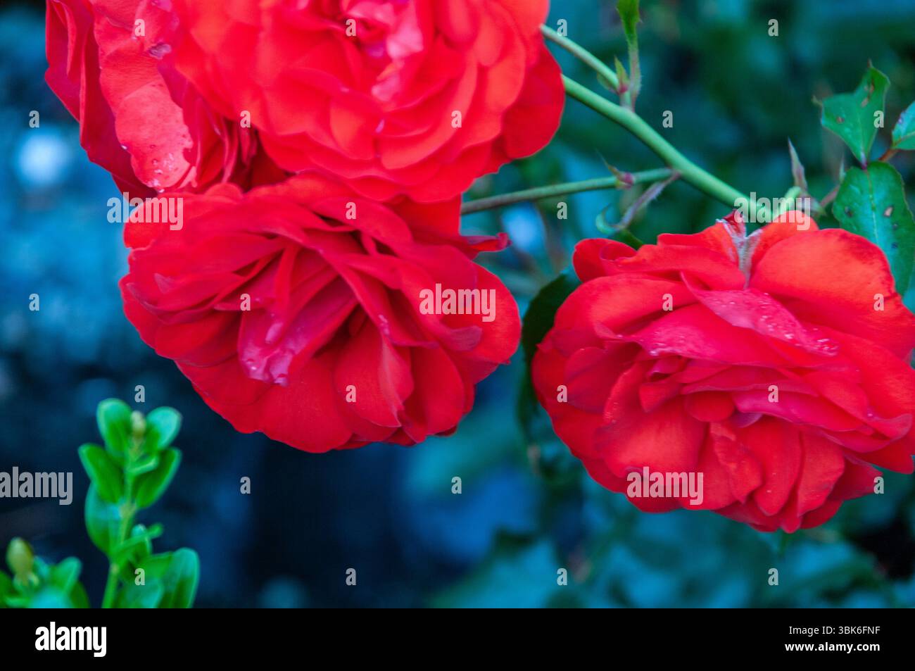 Three red roses are in a garden with a blue background. The roses are ...