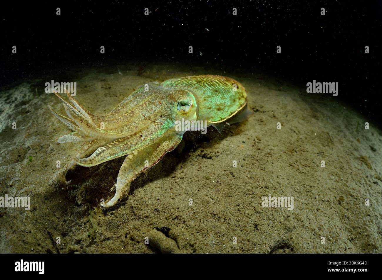 The pharaoh cuttlefish (Sepia pharaonis) glides through coastal waters ...